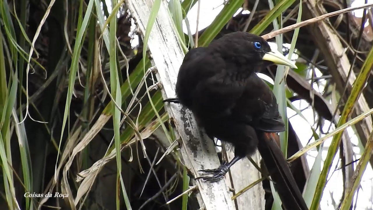 GUAXE (CACICUS HAEMORRHOUS) RED-RUMPED CACIQUE, NIDIFICA EM COLONIAS ...