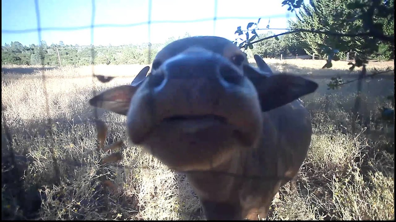 Asian Water Buffalo, Are Loving Pets - YouTube