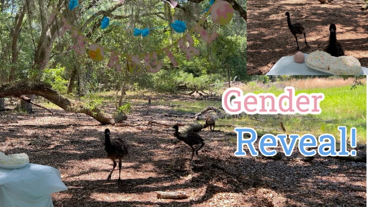 EMU GENDER REVEAL PARTY! - YouTube