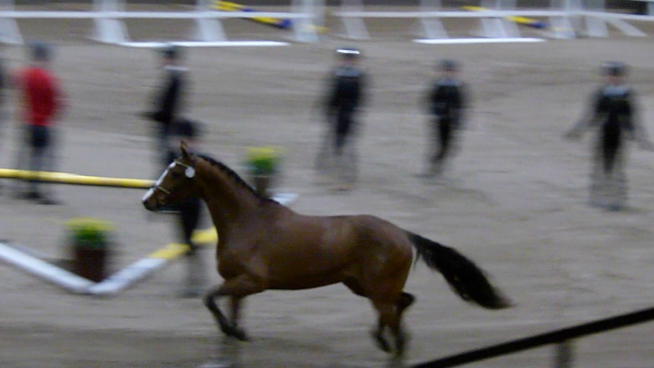 Philippe f 14 e Balou du Rouet Cassini II galopp - YouTube