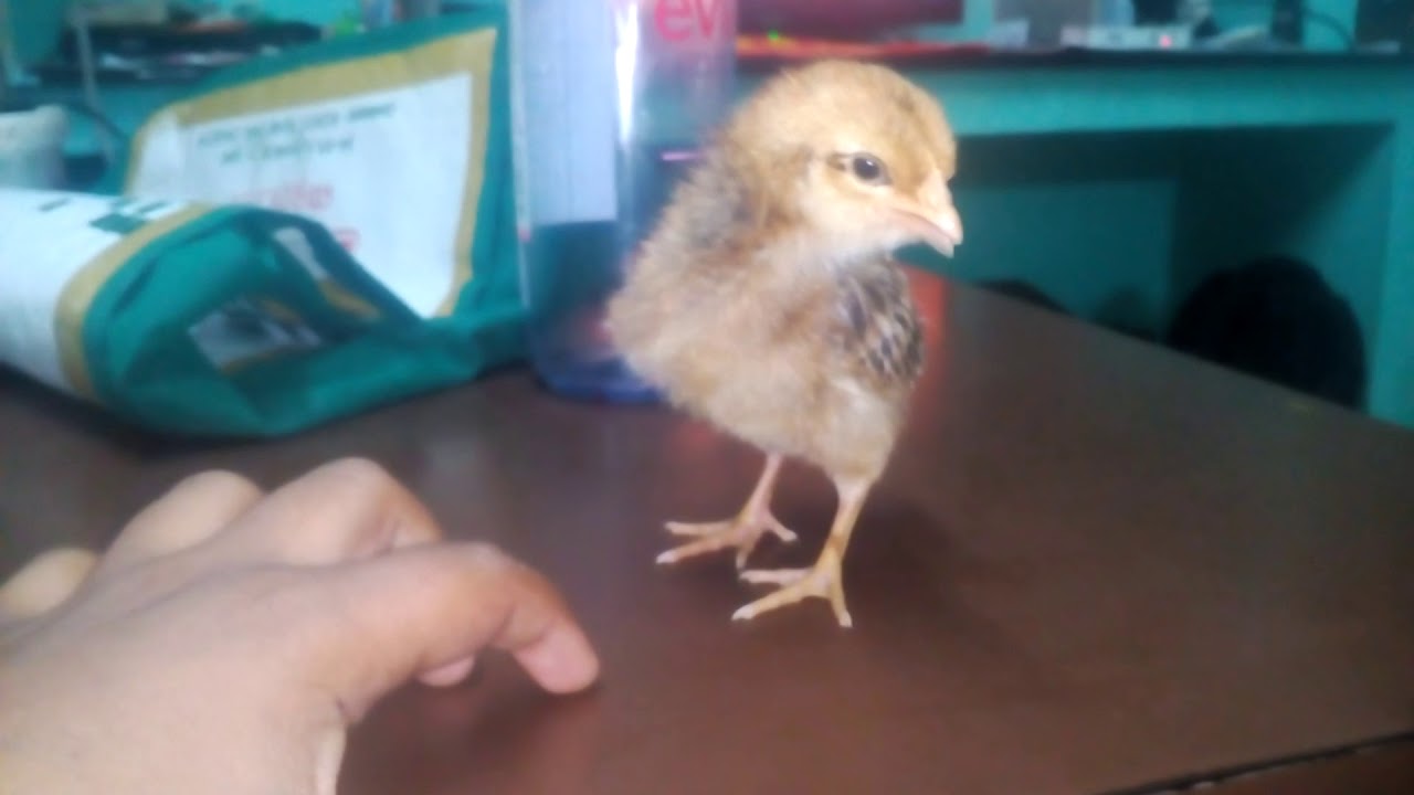How to baby chick to set inhome - YouTube