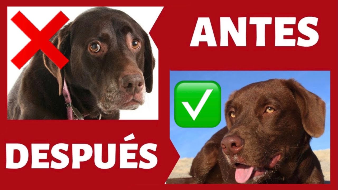 PERRO con MIEDO 😰 🛑 Mi PERRO tiene MIEDO, ¿CÓMO AYUDARLO? (FUNCIONA!) 🙌 ...