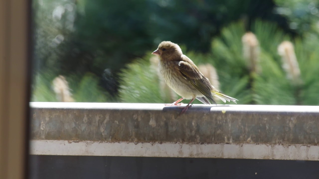 アオカワラヒワの巣立ち雛登場 Greenfinch fledgling chick 2018 0430 - YouTube