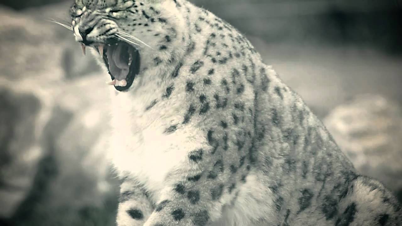 !! Super Slow Motion Snow Leopards !! - YouTube