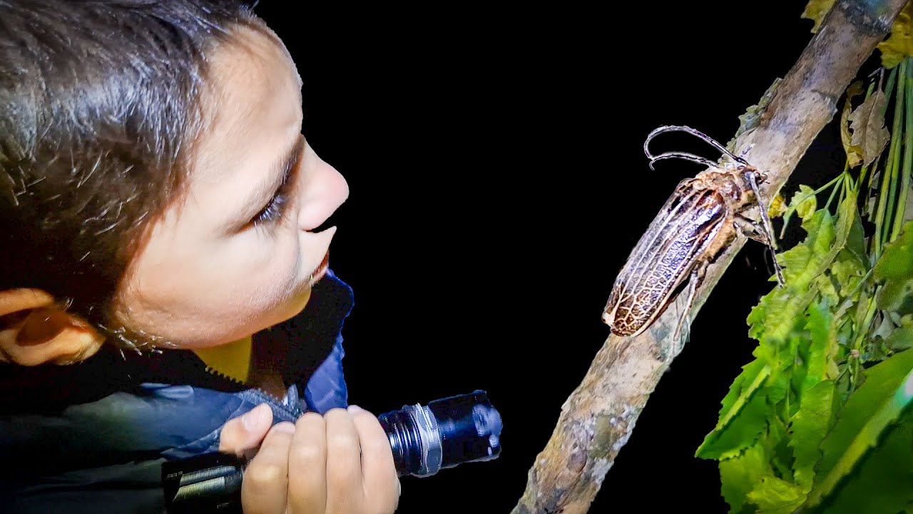 BUG Hunting at Night for New Zealand Critters - YouTube