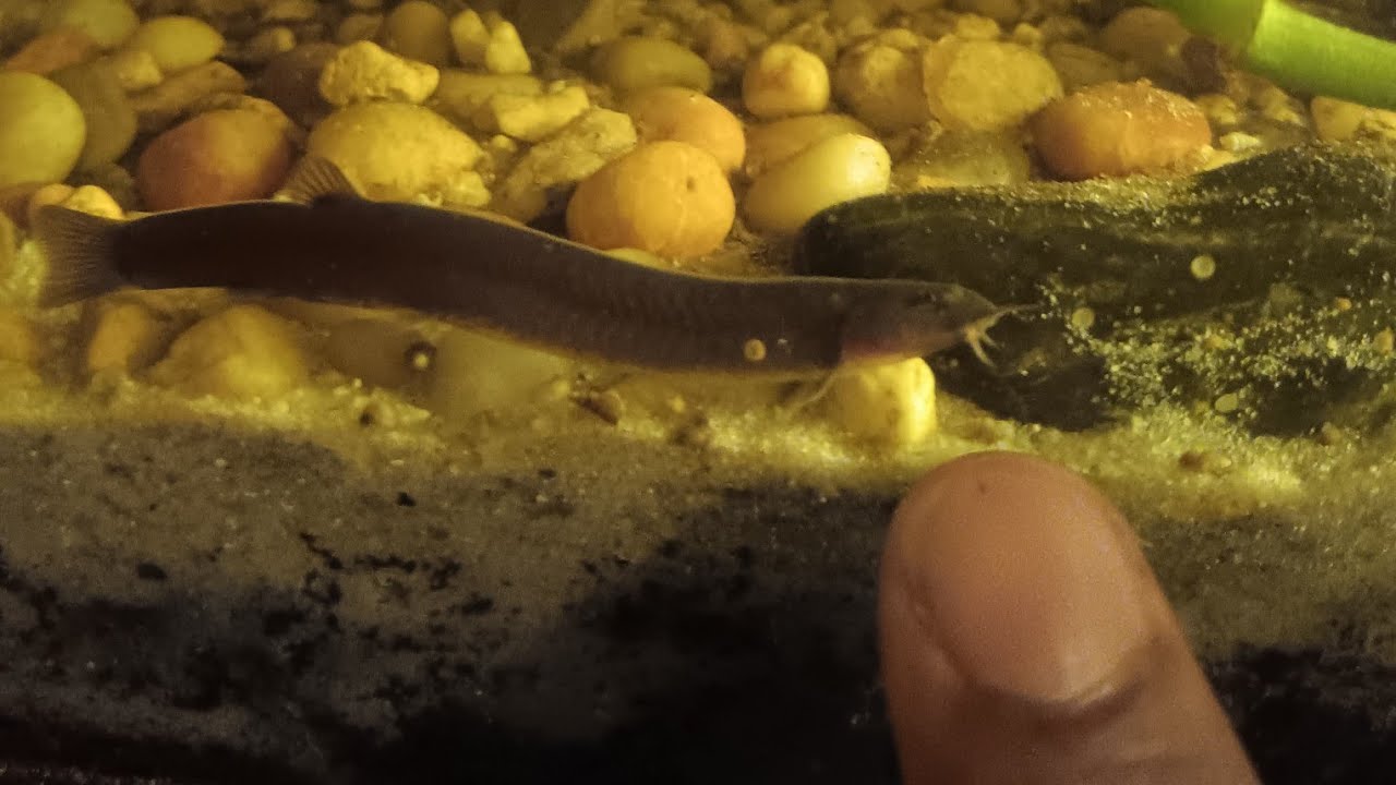Kuhli Loach allows me RARE up close footage. - YouTube