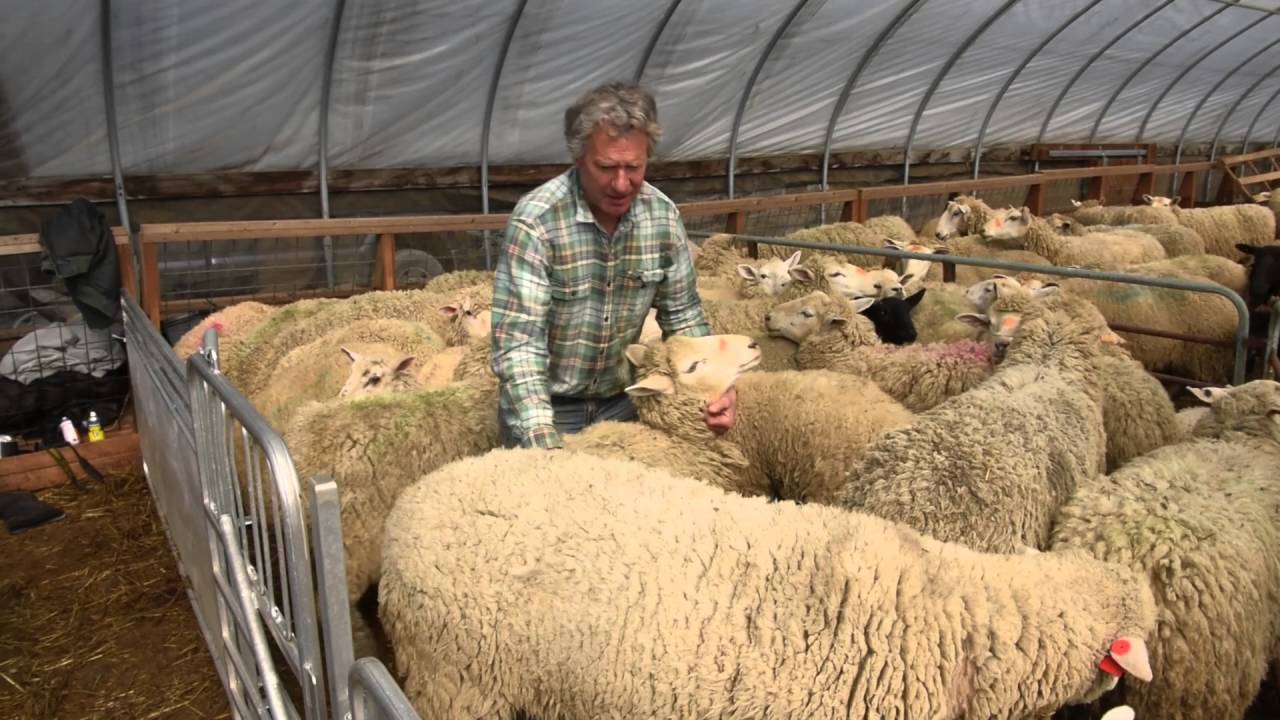 Leyden Glen Farm Sheep Shearing - YouTube