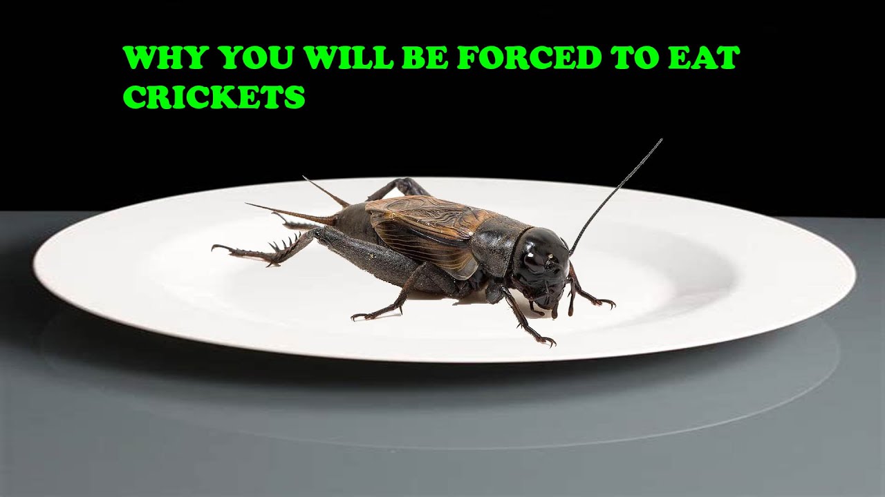 Food supply issues mean Crickets for dinner - YouTube