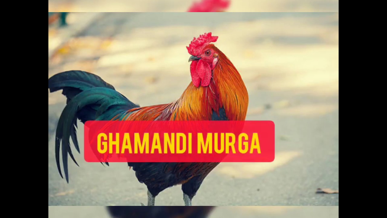 GHAMANDI murga _ hindi moral stories for children - YouTube