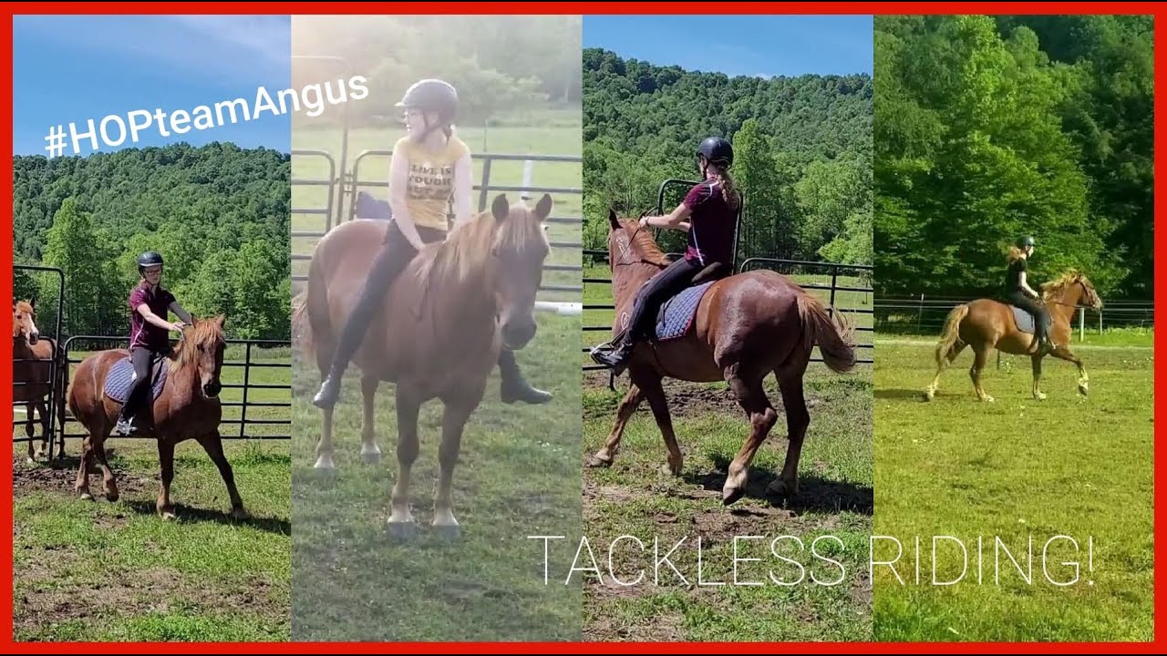 Week Four with Angus: TACKLESS riding! - YouTube