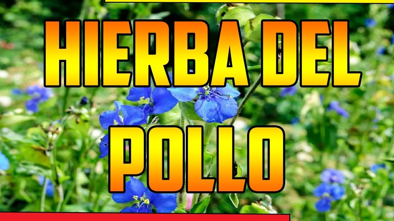 HIERBA DEL POLLO #benefits 🌿 Commelina coelestis 🌿 ¿PARA QUE SIRVE ? 🌿 ...