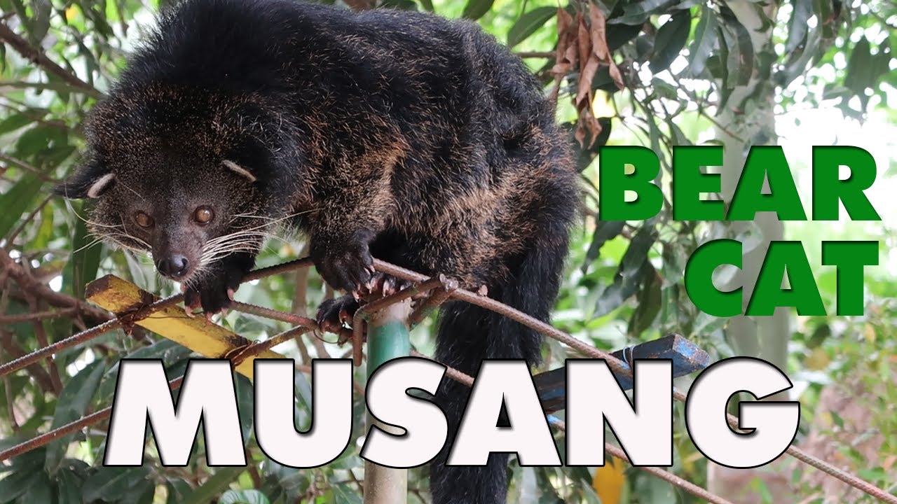 MAY BEAR CATS ( MUSANG ) sa ZOOCOBIA, Clark Pampanga - YouTube