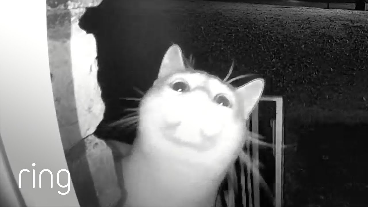This Adorable Cat was Learning How to use the Ring Video Doorbell ...