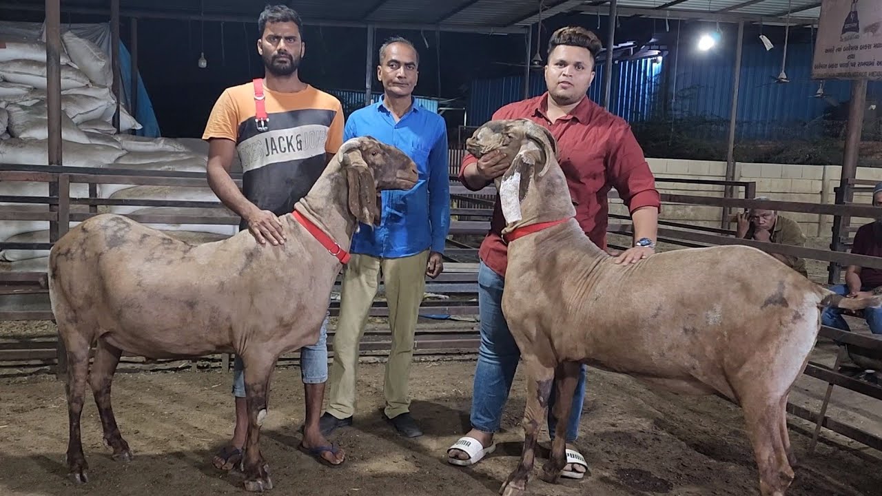 Golden Pair Of Faisal Goat Ranch | Heaviest Goats Of KP Goat Farm ...