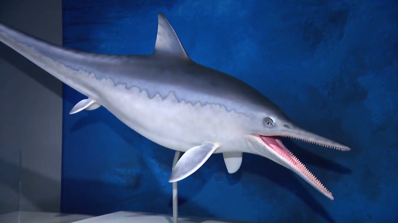 Ancient Sea Creatures Surface in ‘Jurassic Oceans’ Exhibit - YouTube