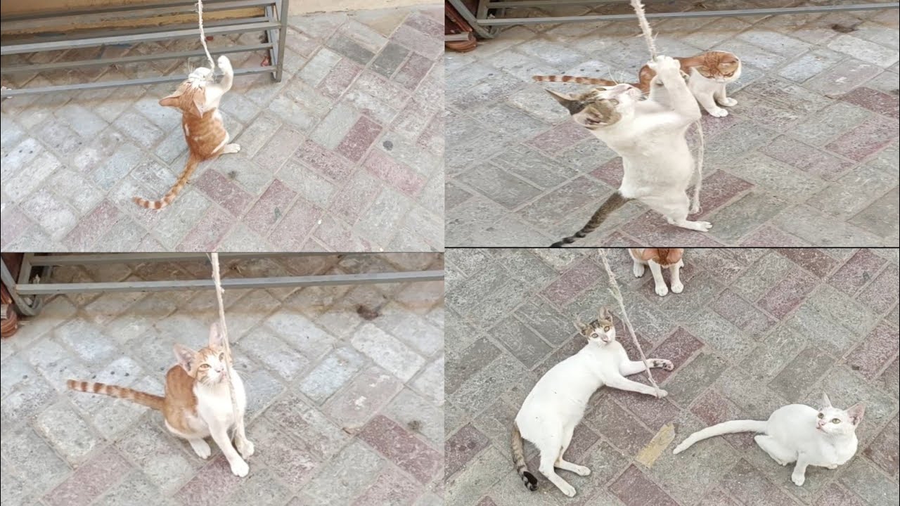 Stray Baby Cats Trying to Climb the Rope | Cute cats | Cats videos ...