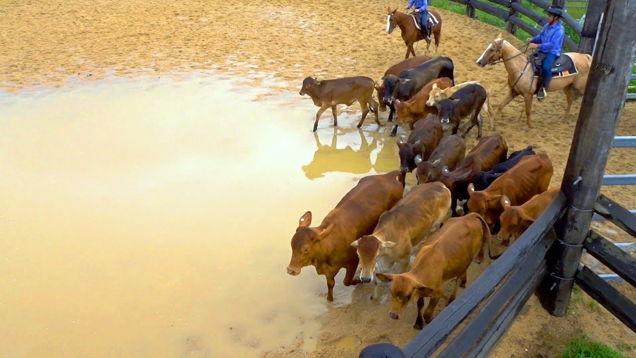 澳洲凱恩斯酷牛牧場9/18 KUR-Cow Barnwell Farm Cairns (Australia) - YouTube