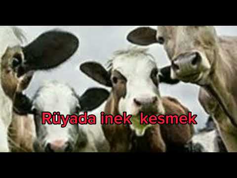 Rüyada inek kesmek ne demek?  anlamı nedir ki? #rüya #rüyayorumları #inek #ruyadainek