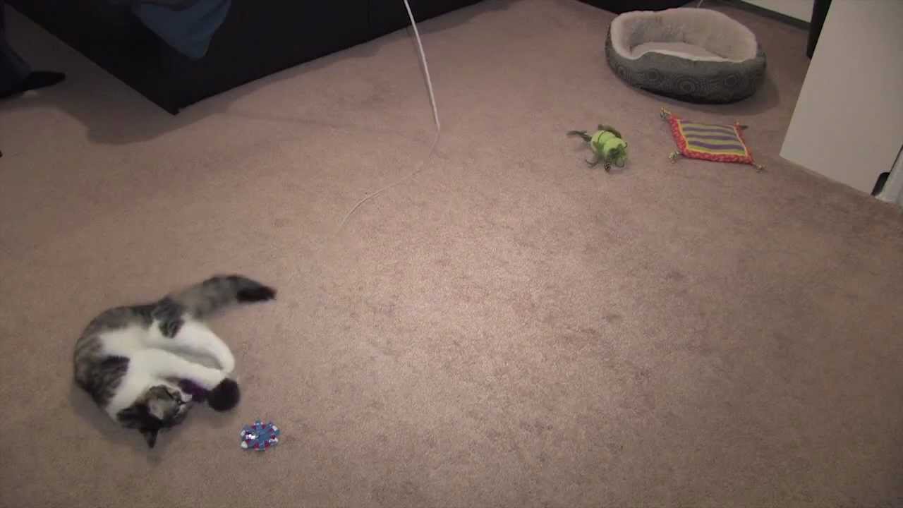 Kitshka and the Cat-a-Pole - Texas a Cat in New York - YouTube