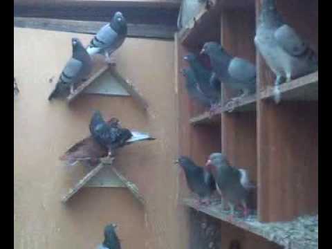 tiplerat e Agronit  germani numr 4