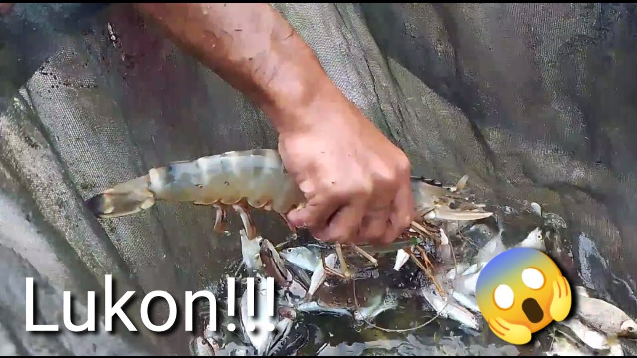 Daming pasayan at Isang malaking lukon, ibat iBang isdang putian. October 14, 2022 - YouTube