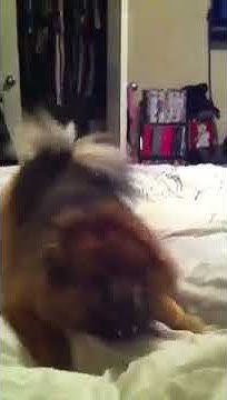 Pissed off Dog - YouTube