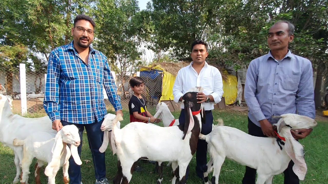 Best Hyderabadi Patira Collection At MSA Goat Farm | Incredible Gujarat ...