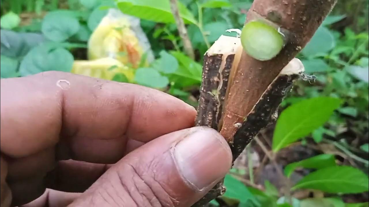 ശീമ പ്ലാവ് ആഞ്ഞിലി മരത്തിൽ ഒട്ടിക്കാൻ പഠിക്കാം Youtube