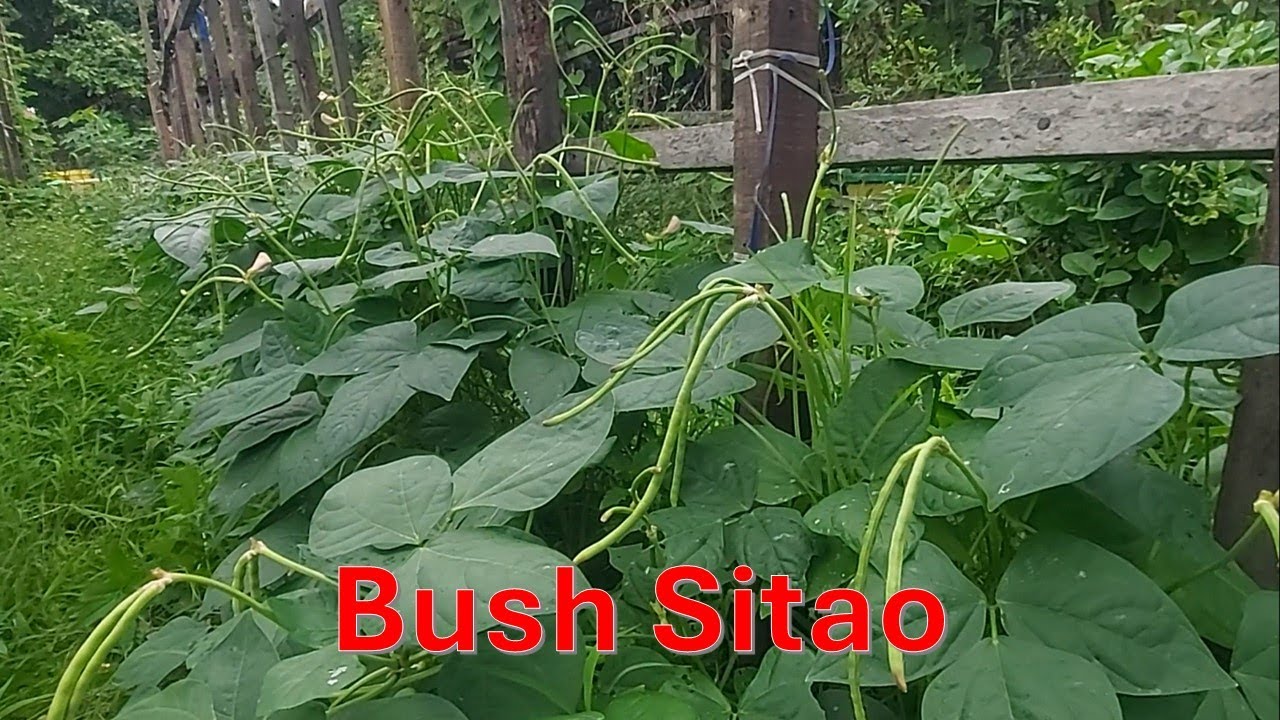 Bush Sitao - YouTube