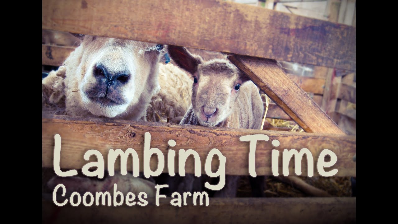 Lambing at Coombes Farm - Cute baby lambs! - YouTube