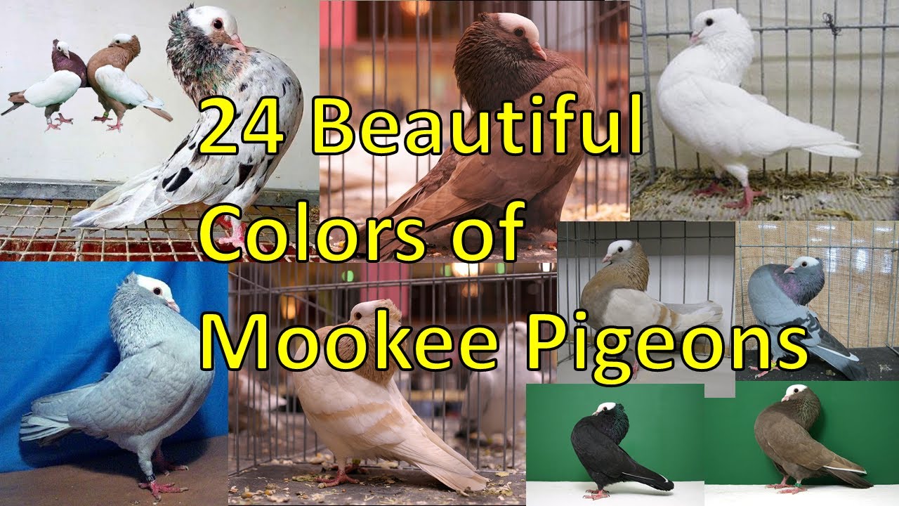 24 Beautiful Colors of Mookee Pigeons ।। মুক্ষি কবুতর - YouTube