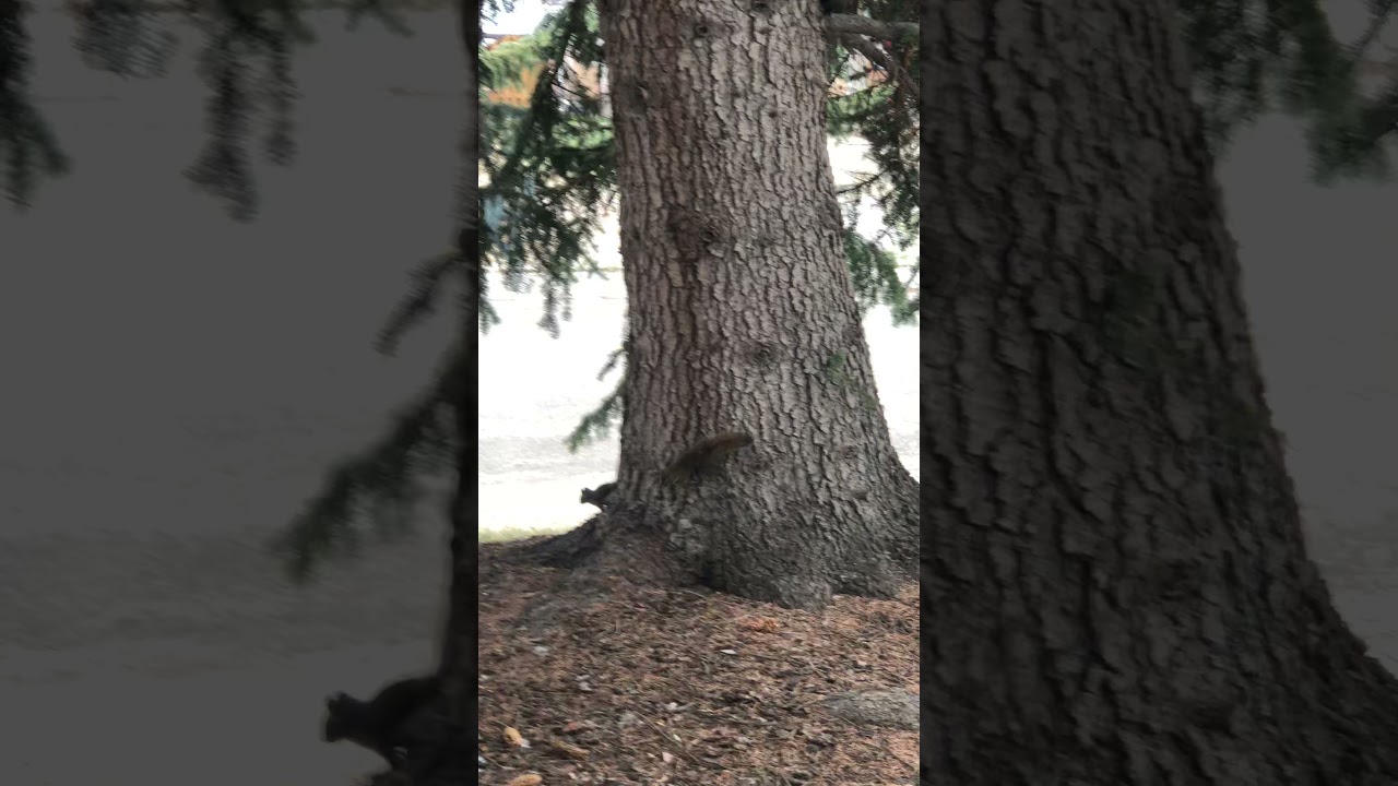 Red Squirrels mating in Calgary Alberta - YouTube