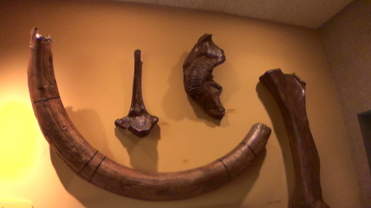Royal Saskatchewan Museum || Regina || Saskatchewan - YouTube