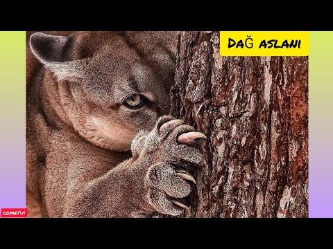 Dağ Aslanı | Puma Kedilerin Şahı 🙄 Dağ Aslanı Nasıl Bir Hayvan, Nerede Yaşar ? Puma Vs Köpek #cougar