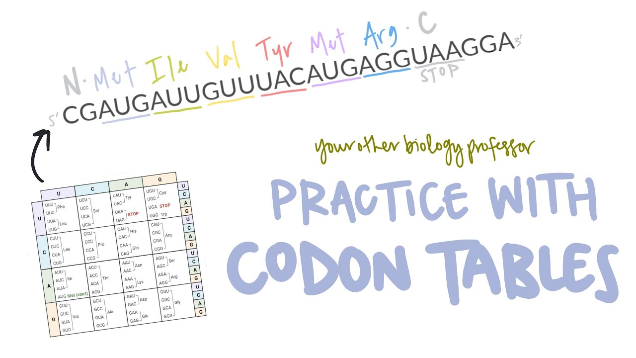 Unlock the Code! Practice Using a Codon Table - YouTube