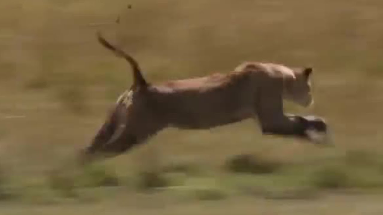 Mountain Lion Running Gif