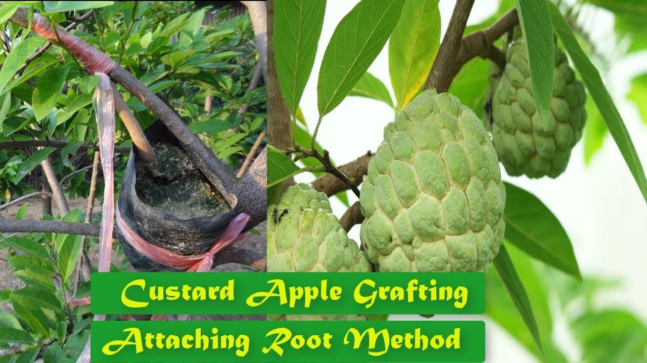 Sugar Apple Grafting: Attaching Root Method - YouTube