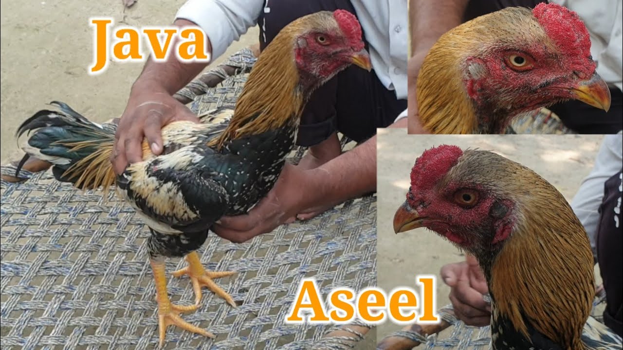 Aseel | Java aseel murga | जावा असील मुर्गा - YouTube