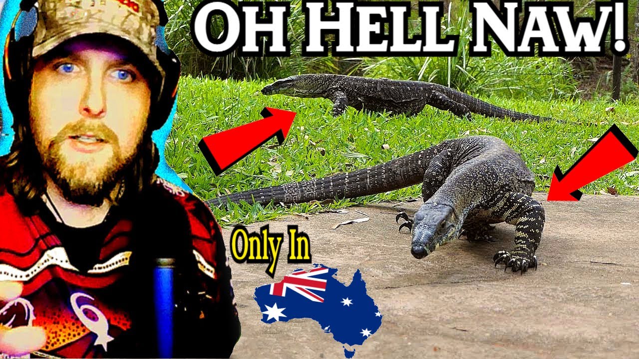 American Reacts to Monitor Lizards Invade Aussie BBQ!!!!! - YouTube