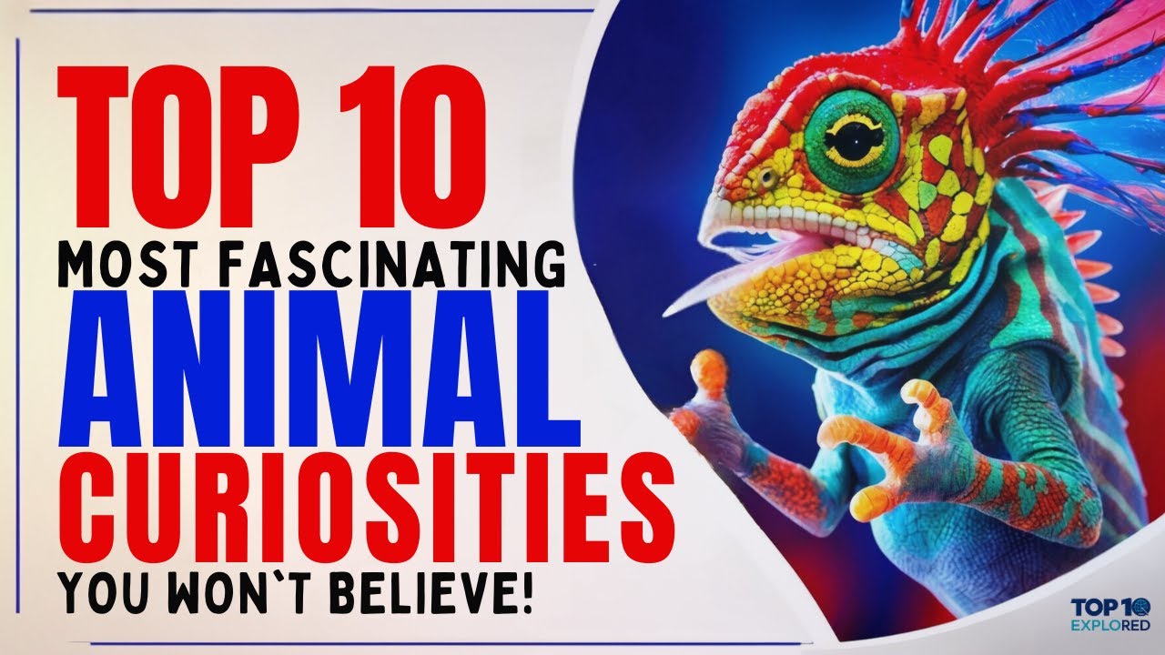 Top 10 Most Fascinating Animal Curiosities You Won't Believe! - YouTube