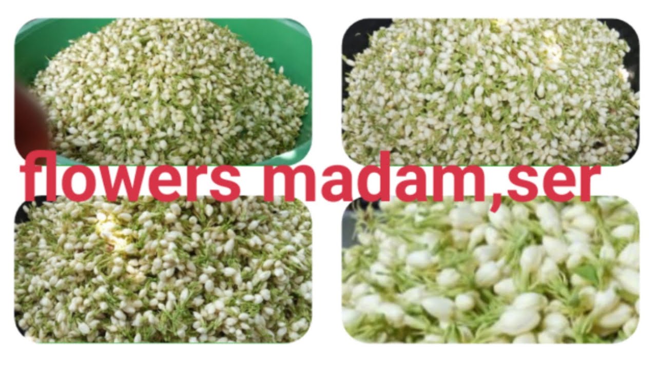 Flowers madam,ser part 6 - YouTube