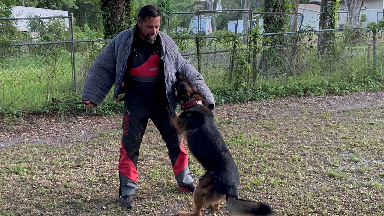 Protection and Guard training with German Shepherds and Doberman - YouTube