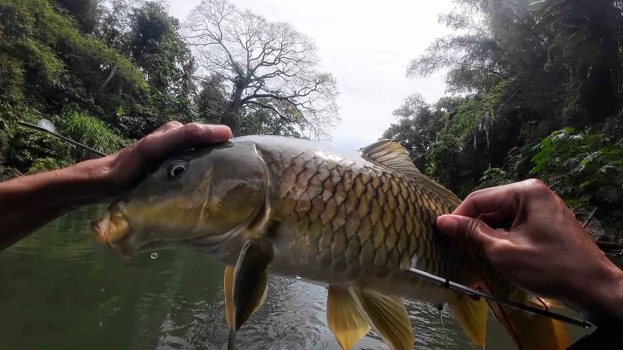 MAMAW na kapatid ng isdang may PASONG! Spearfishing | Buhay Probinsya ...