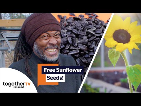 How To Grow A Sunflower for FREE! | Together TV Sunflower Challenge with Danny Clarke
