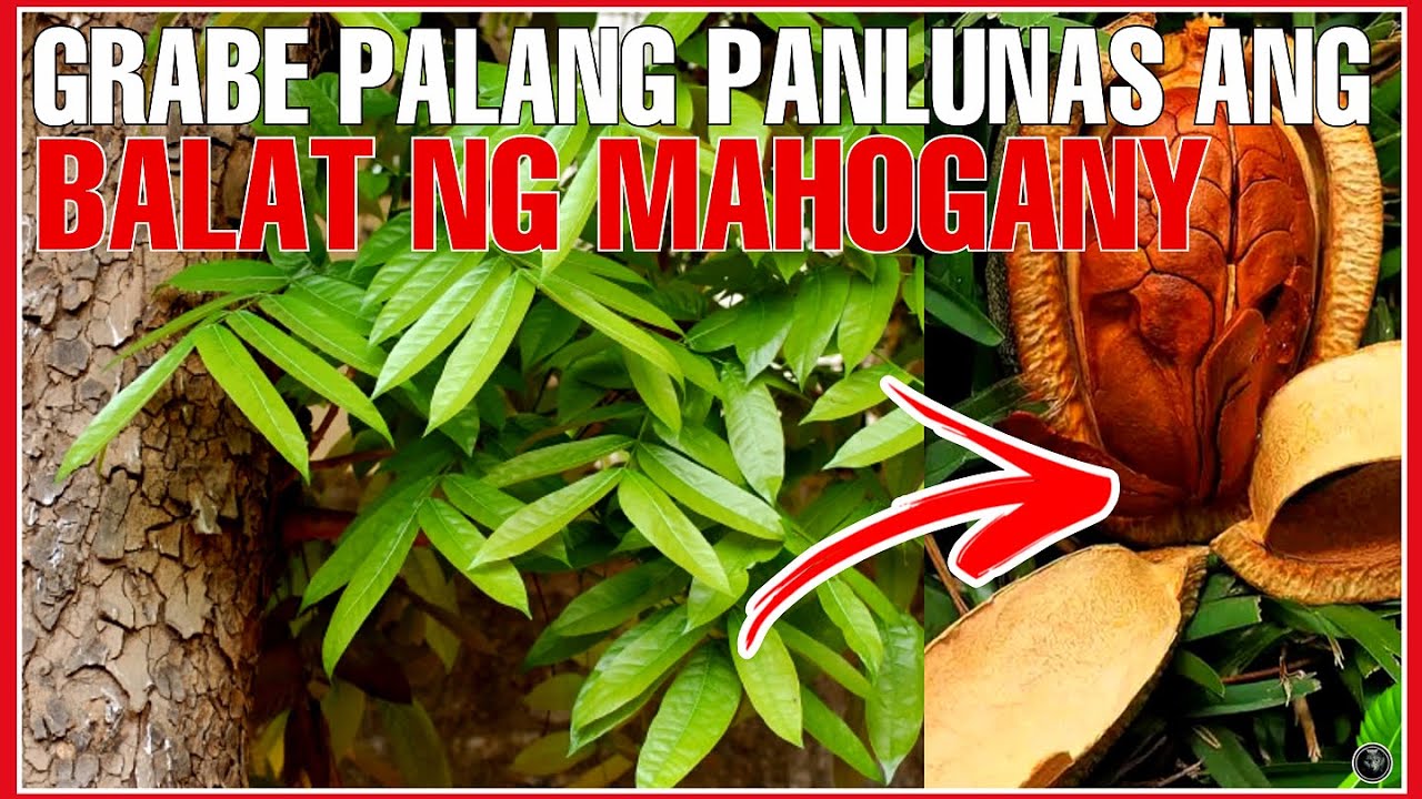 BAKA MAYROONG PUNO NG MAHOGANY SA INYONG BAKURAN MARAMI PALA ITONG ...