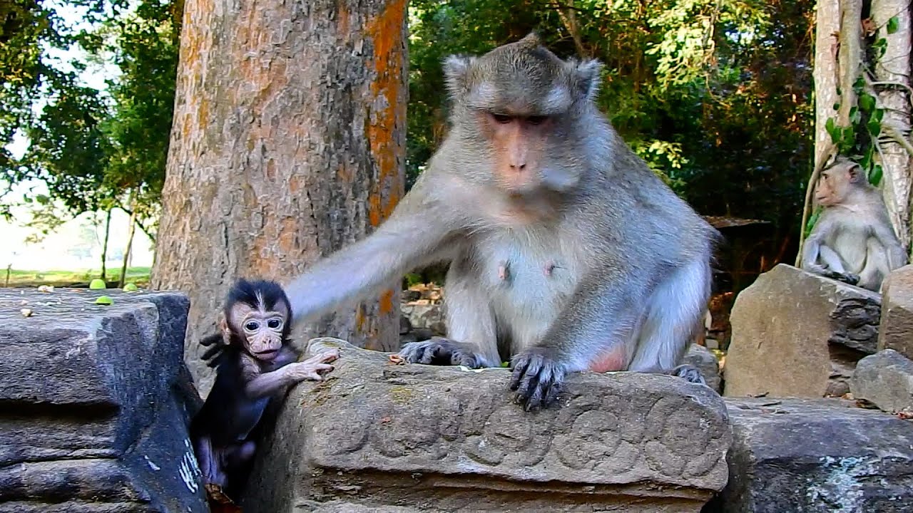 Such A Wonderful Mom! This Is Very Precious Action Of Monkey Anna ...