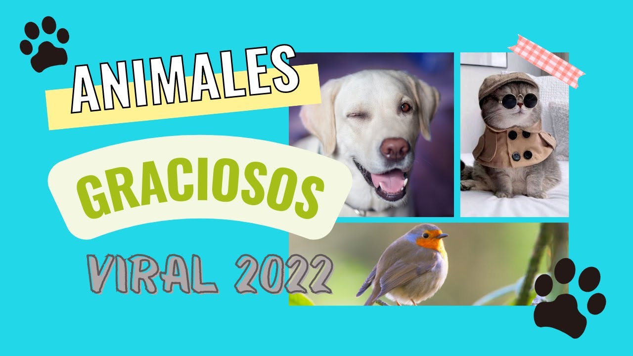 ANIMALES GRACIOSOS 2022/ FUNNY ANIMALS 2022 - YouTube