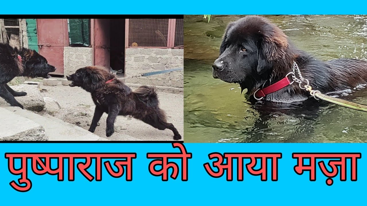 uttarakhand wale kennel में आया बड़ा मज़ा। हुई डॉग की fight #himalayan ...