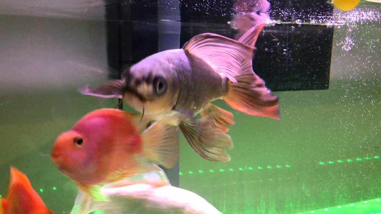 My Butter Fly Koi Fish - YouTube
