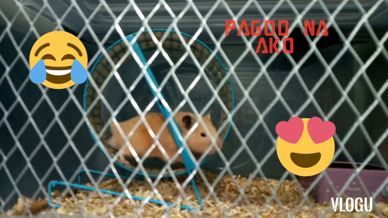 Toffe the Syrian Hamster Daily Routine/itsShammyGirl - YouTube